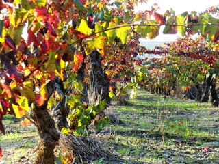 "cep De Vigne" : photos, illustrations, vecteurs et vidéos libres de ...