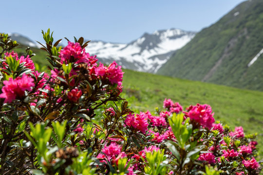 Alpenrose Images – Parcourir 2,675 le catalogue de photos, vecteurs et ...