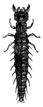 Hellgrammite Images – Browse 43 Stock Photos, Vectors, and Video ...