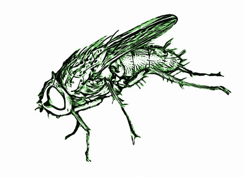 Imágenes de Musca: descubre bancos de fotos, ilustraciones, vectores y ...