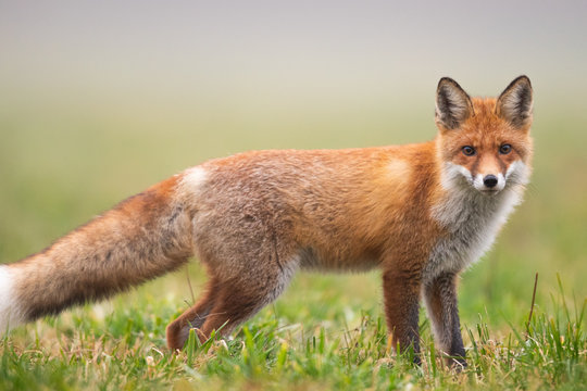 รูปภาพVulpes – เลือกดูภาพถ่ายสต็อก เวกเตอร์ และวิดีโอ51,466 | Adobe Stock