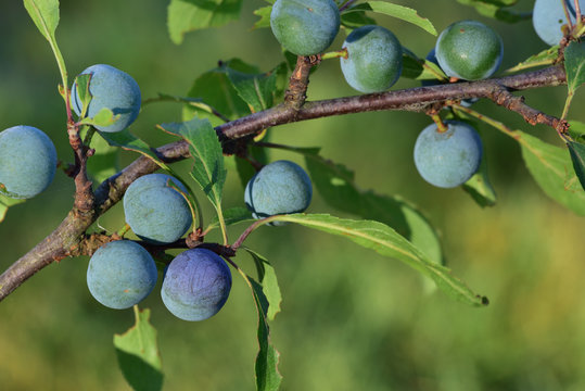 Imagens de Sloe – Explore Fotografias do Stock, Vetores e Vídeos de ...