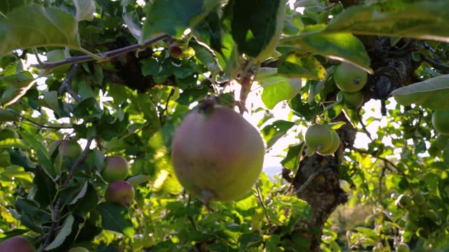 Manzana Video Footage – Browse 207 HD Stock Video and Footage | Adobe Stock