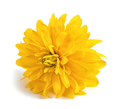 รูปภาพDalia – เลือกดูภาพถ่ายสต็อก เวกเตอร์ และวิดีโอ8,161 | Adobe Stock