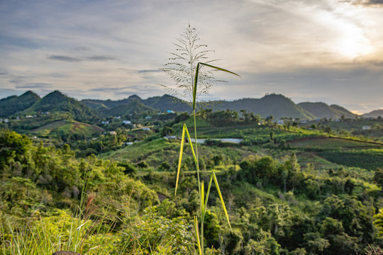 「Orocovis」の画像 - 40 件の Stock 写真、ベクターおよびビデオ | Adobe Stock