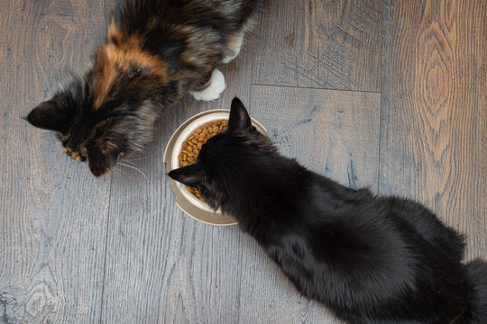 「Mei-Kun」の写真素材 | 71件の無料イラスト画像 | Adobe Stock