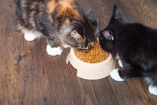 「Mei-Kun」の写真素材 | 71件の無料イラスト画像 | Adobe Stock