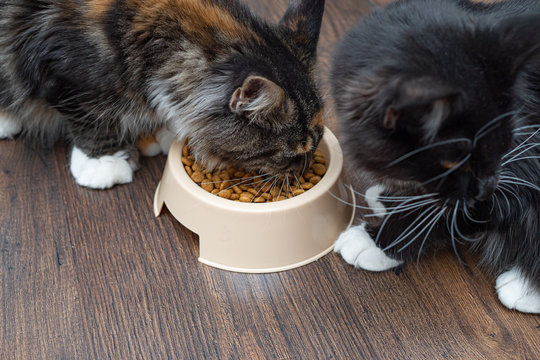 「Mei-Kun」の写真素材 | 71件の無料イラスト画像 | Adobe Stock