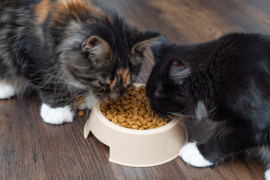 「Mei-Kun」の写真素材 | 71件の無料イラスト画像 | Adobe Stock