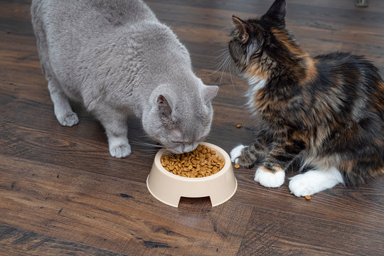 รูปภาพMei-Kun – เลือกดูภาพถ่ายสต็อก เวกเตอร์ และวิดีโอ74 | Adobe Stock