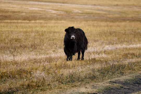 Sarlag Images – Browse 41 Stock Photos, Vectors, and Video | Adobe Stock