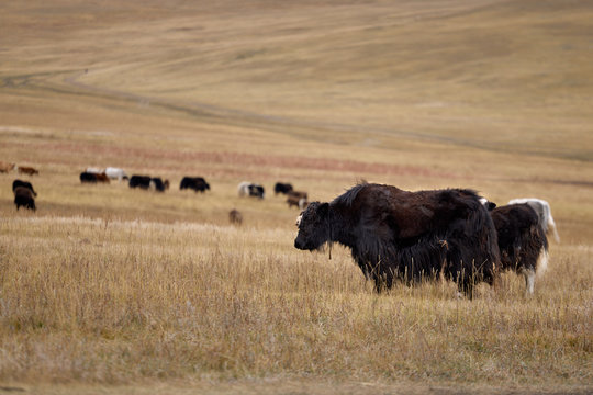 「Sarlag」の写真素材 | 43件の無料イラスト画像 | Adobe Stock
