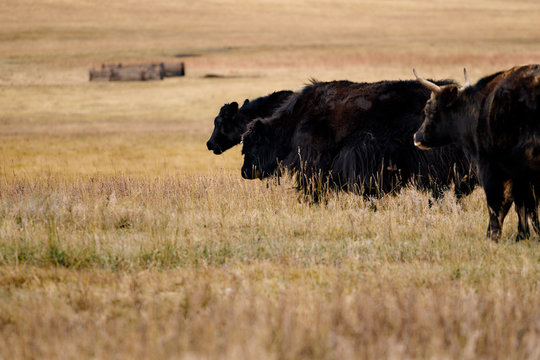 「Sarlag」の写真素材 | 43件の無料イラスト画像 | Adobe Stock