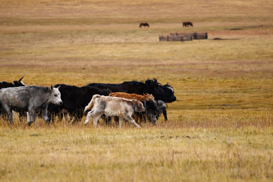 Sarlag Images – Browse 41 Stock Photos, Vectors, and Video | Adobe Stock