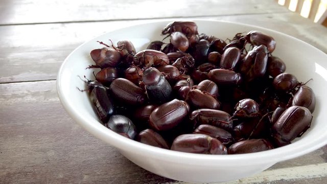 "June Bugs" Bilder – Durchsuchen 21 Archivfotos, Vektorgrafiken und ...