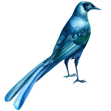 Imágenes de Zanate: descubre bancos de fotos, ilustraciones, vectores y ...