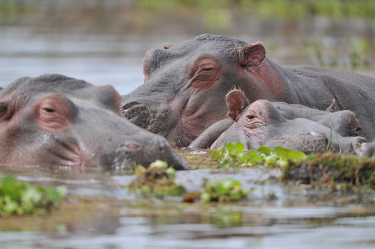 56 BEST Hippopo IMAGES, STOCK PHOTOS & VECTORS | Adobe Stock