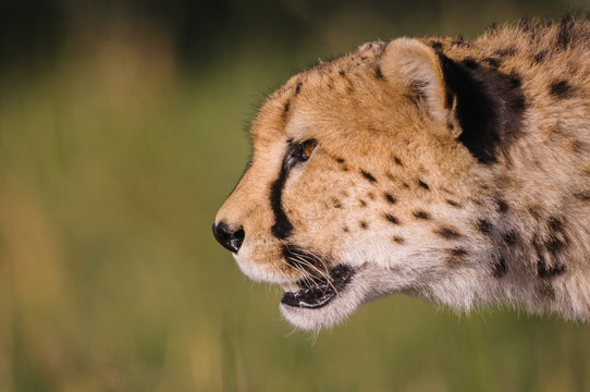 Jagluiperd Bilder – Durchsuchen 64 Archivfotos, Vektorgrafiken und ...