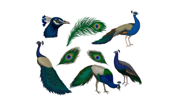 Peacock Head Vector