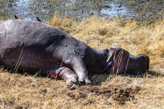 "Dead Hippo" Images – Browse 20 Stock Photos, Vectors, and Video ...