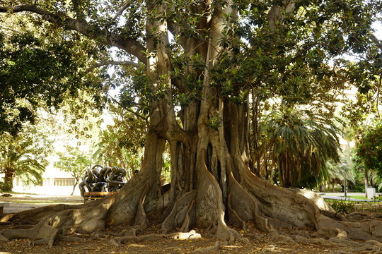 Ahuehuete Bilder – Durchsuchen 239 Archivfotos, Vektorgrafiken und ...