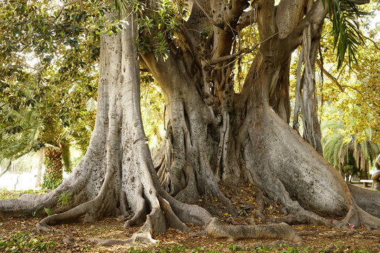 Ahuehuete Bilder – Durchsuchen 239 Archivfotos, Vektorgrafiken und ...
