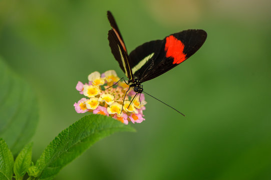 「Faboideae」の画像 - 3,772 件の Stock 写真、ベクターおよびビデオ | Adobe Stock