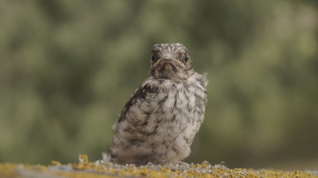 Podlot Images – Browse 83 Stock Photos, Vectors, and Video | Adobe Stock