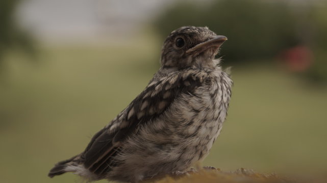 Podlot Images – Browse 83 Stock Photos, Vectors, and Video | Adobe Stock