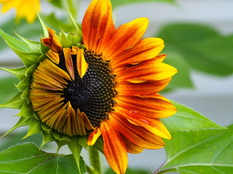 Half Sunflower Images – Browse 1,623 Stock Photos, Vectors, and Video ...
