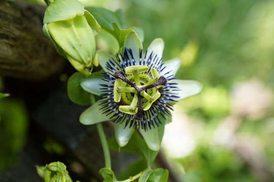 45 BEST Mburucuya IMAGES, STOCK PHOTOS & VECTORS | Adobe Stock