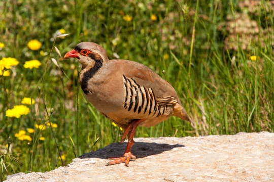 "Rock Partridge" Images – Browse 318 Stock Photos, Vectors, and Video ...