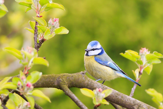 Modraszka Images – Browse 406 Stock Photos, Vectors, and Video | Adobe ...