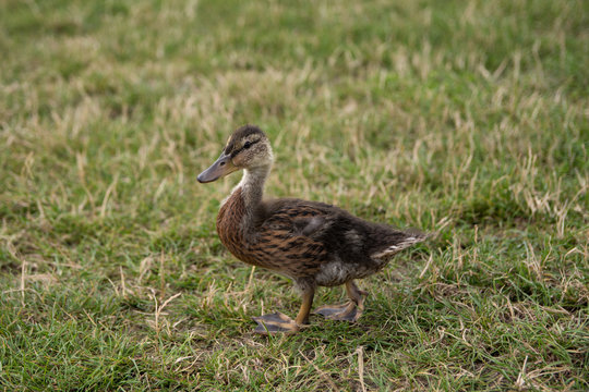 Podlot Bilder – Durchsuchen 52 Archivfotos, Vektorgrafiken und Videos ...