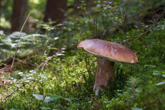 Wald-Champignon Bilder – Durchsuchen 2,902 Archivfotos, Vektorgrafiken ...
