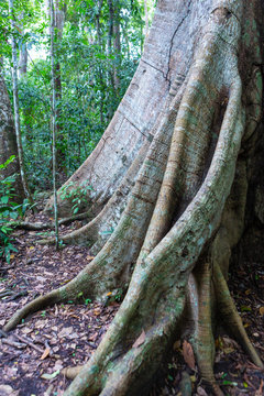 Sumauma Images – Browse 60 Stock Photos, Vectors, and Video | Adobe Stock