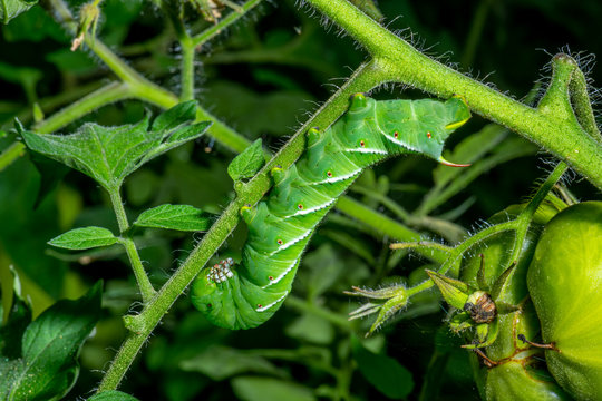 รูปภาพInstar – เลือกดูภาพถ่ายสต็อก เวกเตอร์ และวิดีโอ7,941 | Adobe Stock