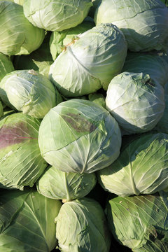 รูปภาพSpitzkraut – เลือกดูภาพถ่ายสต็อก เวกเตอร์ และวิดีโอ177 | Adobe Stock