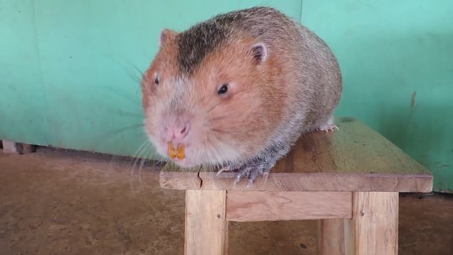 Afbeeldingen over "Mole Rat" – Blader in stockfoto's, vectoren en video ...