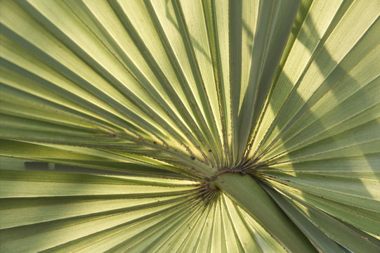 "Buri Palm" Billeder – Gennemse 97 stockfotos, vektorer og videoer ...