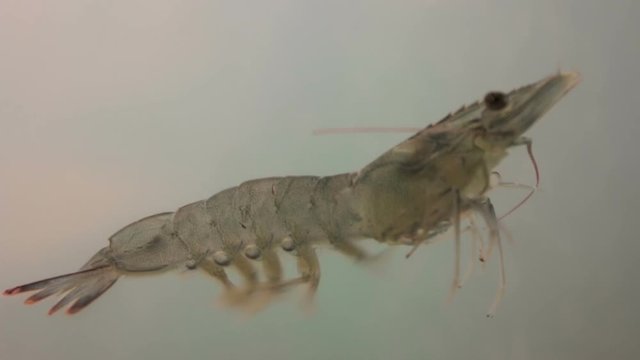 Prawn Swimming In Sea