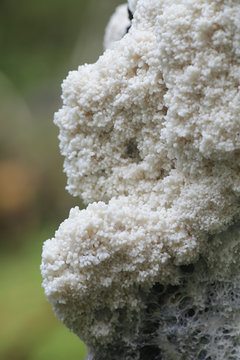 Aethalium Images – Browse 51 Stock Photos, Vectors, and Video | Adobe Stock