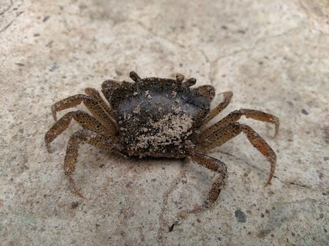 Kakra Images – Browse 18 Stock Photos, Vectors, and Video | Adobe Stock