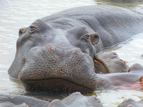 Pachiderma Bilder – Durchsuchen 820 Archivfotos, Vektorgrafiken und ...