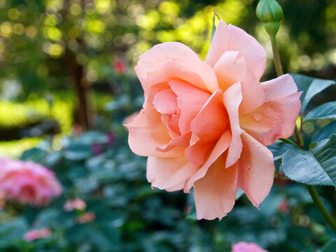 「Rosids」の画像 - 8,623 件の Stock 写真、ベクターおよびビデオ | Adobe Stock