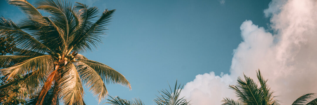 Palm Trees Tumblr Header