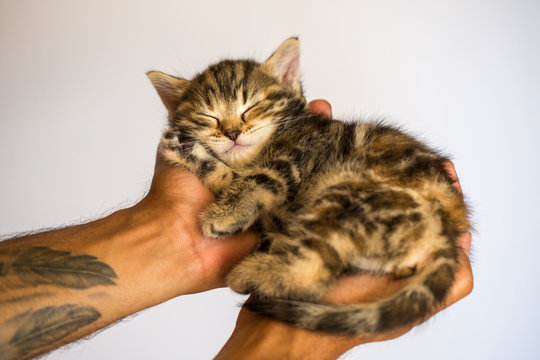 Babykatze Imagens – Procure 1,569 fotos, vetores e vídeos | Adobe Stock