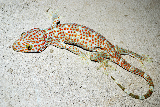 Tokeh Bilder – Durchsuchen 1,548 Archivfotos, Vektorgrafiken und Videos ...