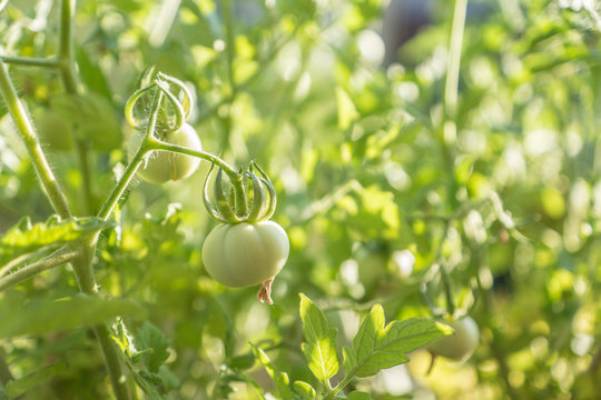 Tomatenstauden Bilder – Durchsuchen 346 Archivfotos, Vektorgrafiken und ...