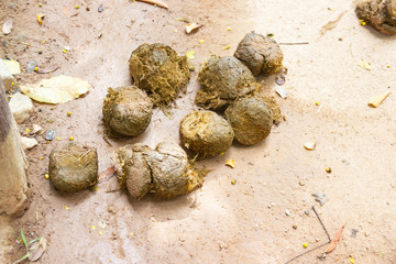 Elephant Poop photos, royalty-free images, graphics, vectors & videos ...